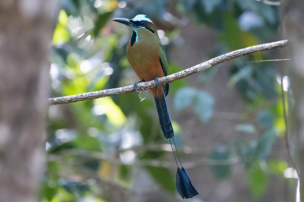 A Complete Guide to Visiting Calakmul: Ruins, Wildlife and Where to ...